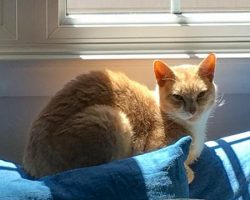 Gerard – Neady Cats