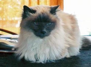 Isadora – Neady Cats